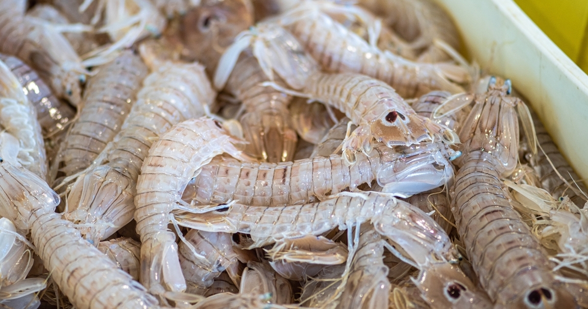 Invasive "Thumb Splitter" Shrimp Raises Alarm in New Zealand Waters