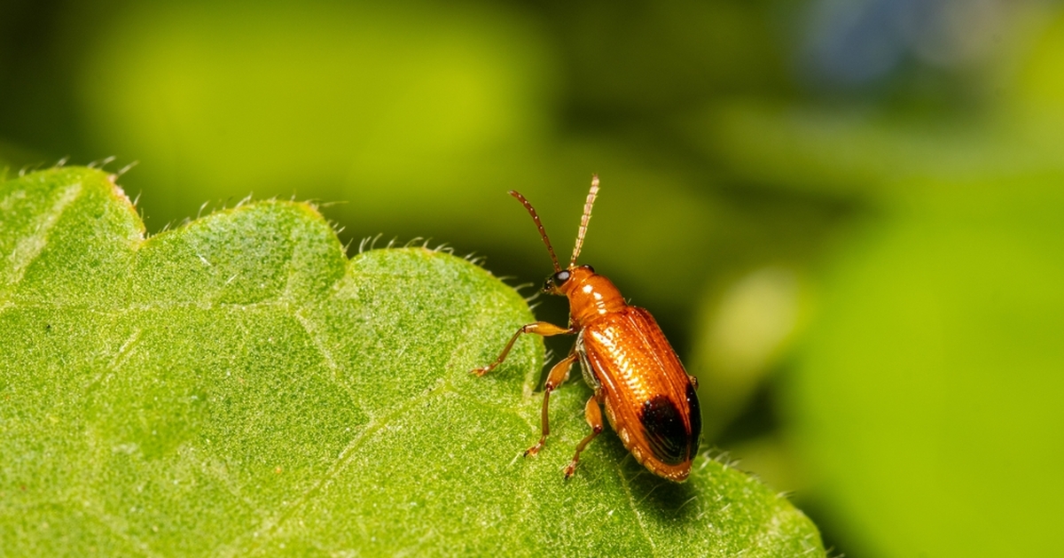 Nyopdaget insekt bliver opkaldt efter Carlsberg: Når du læser hvorfor ...