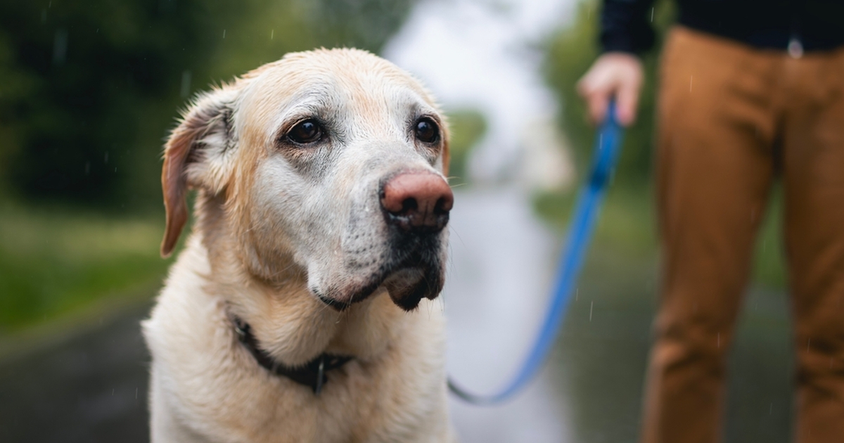 Gør din hund det her, skal du ikke røre den