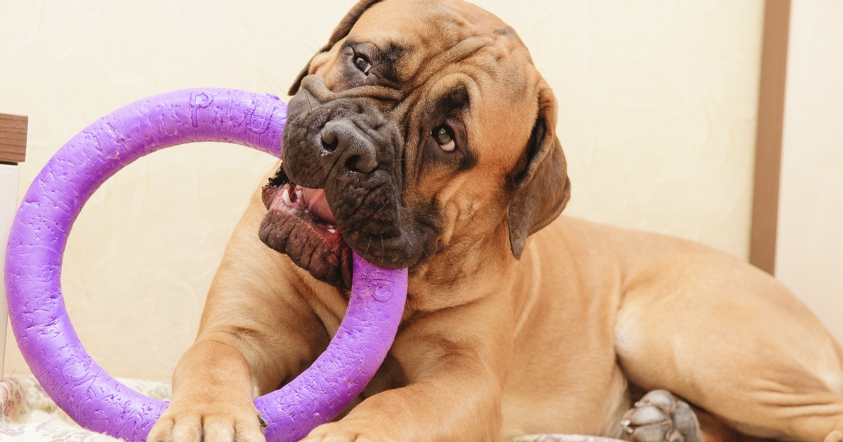 Hundetrener deler idiotsikker metode for å stoppe hunden fra å snuse på ...