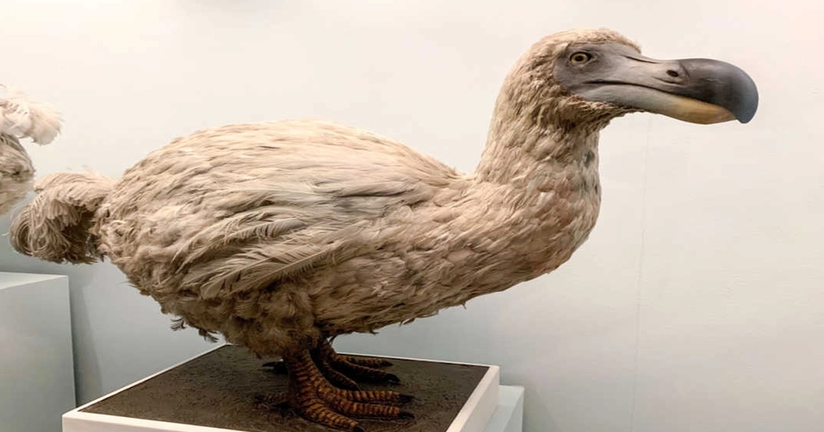 Utdødd fugl bringes tilbake til livet