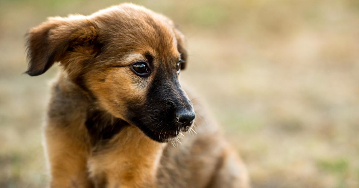 Abekopper smitter nu kæledyr - særlig pligt indføres for dyreejere