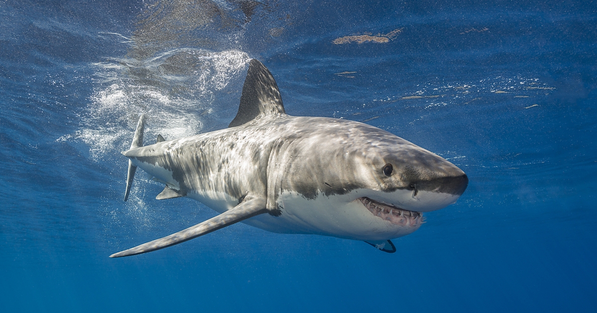 Verdens største haj
