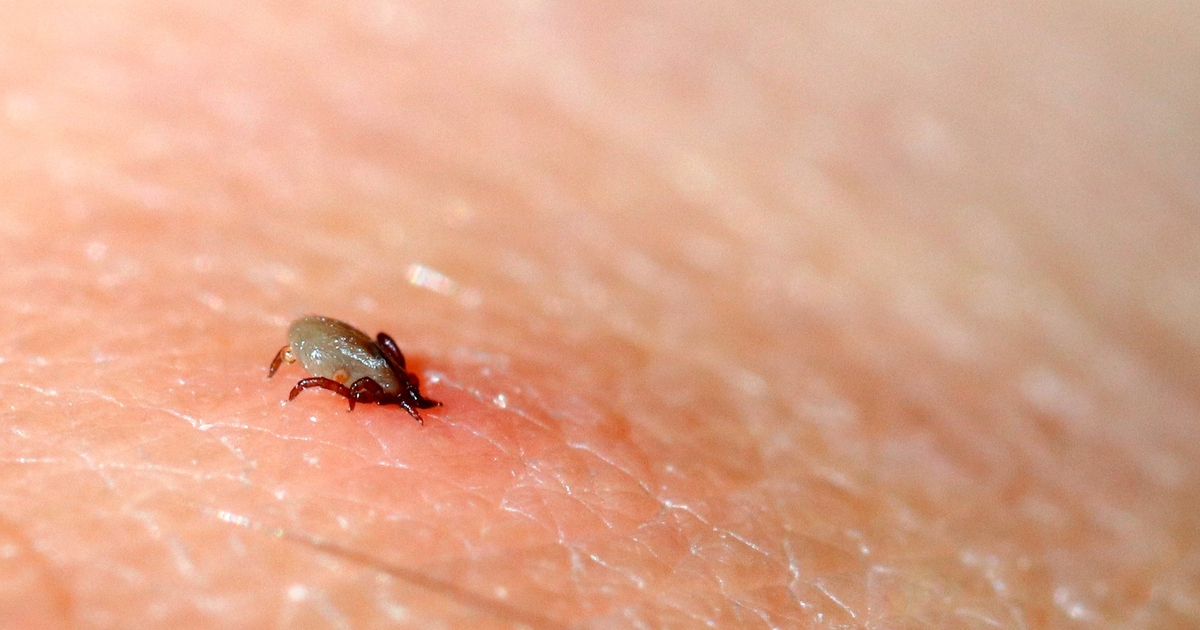 Ditch the Chemicals: Coconut Oil as an Effective Tick Repellent