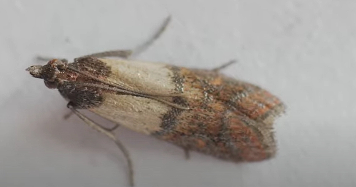 Slik holder du insekter borte fra hjem og hage: Kan gjøres på et blunk