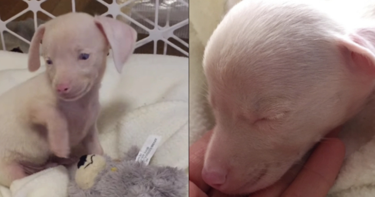 Hvalpen ‘Grisling’ blev født døv og blind: Nu bliver den nuttede hund ...