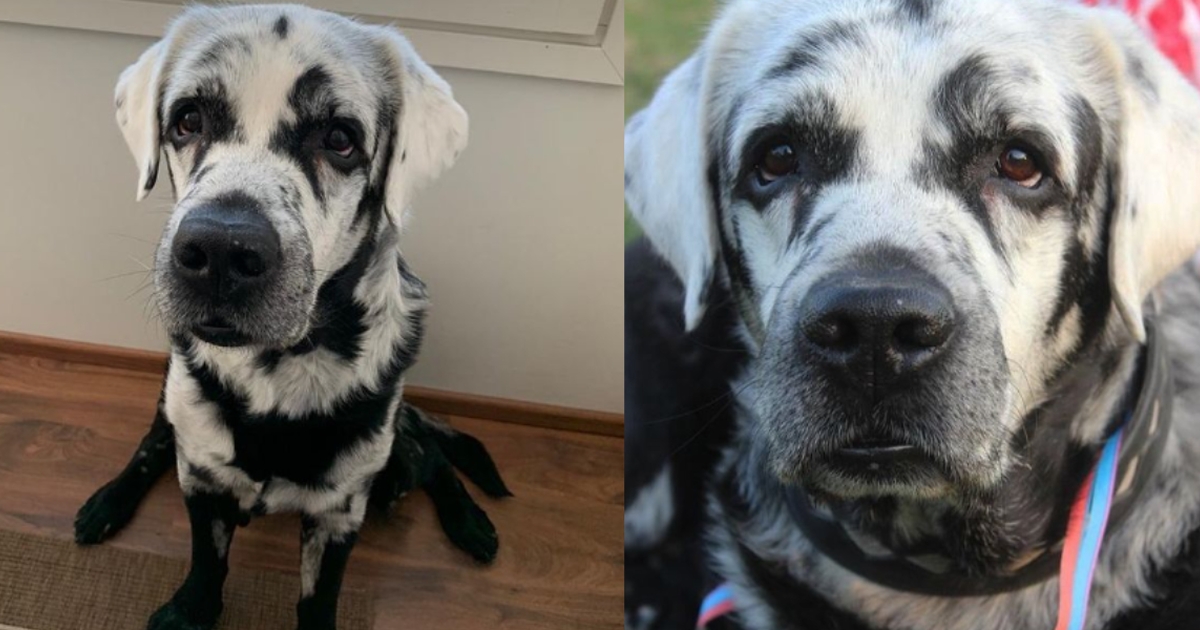 Mød Blaze: Den sorte labrador, der pludselig blev hvid