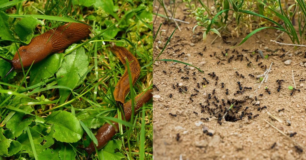 Snegle og myrer stikker af, når du spreder dette krydderi i haven