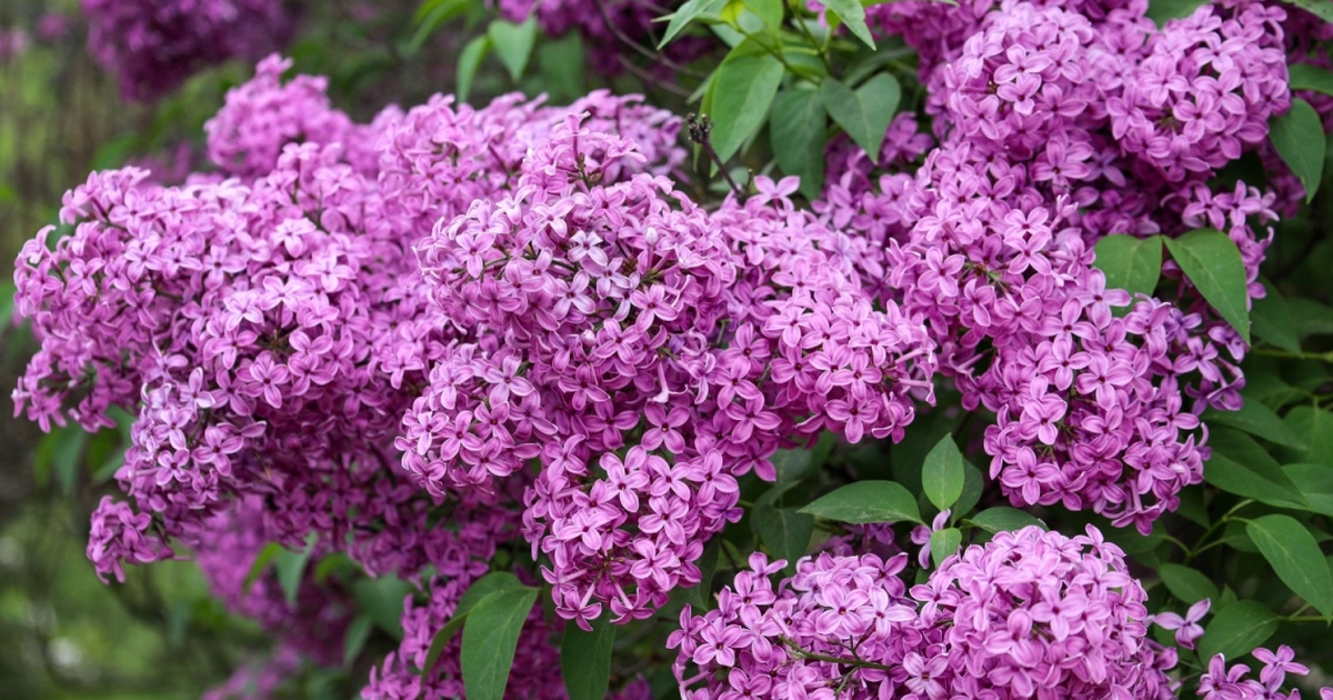 Beskær dine syrener sådan, du vil få den flotteste blomstring
