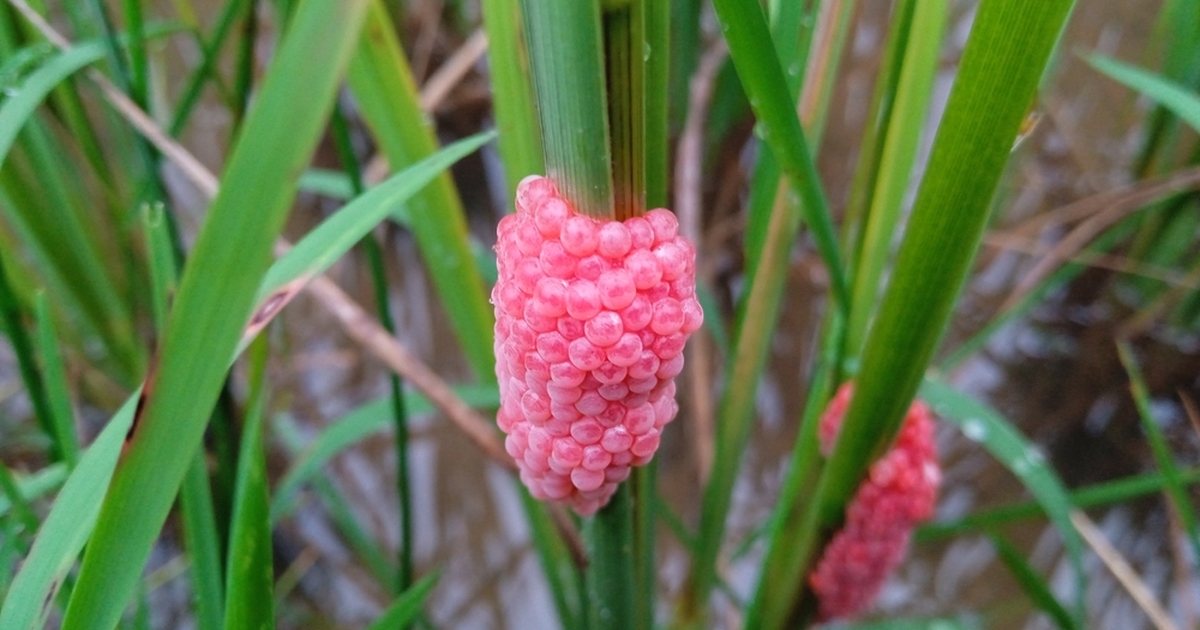 If You Find Pink Eggs in Your Garden, Act Quickly