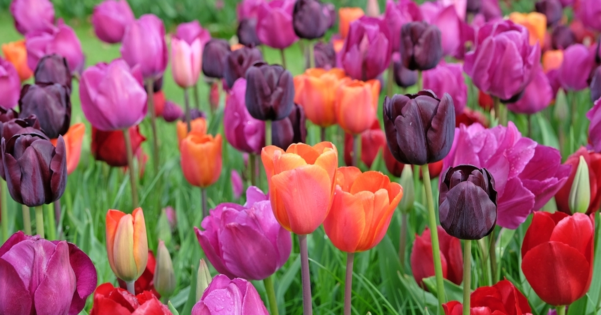 Ingen panik: Du kan stadig nå at plante tulipanløg med disse 4 tips