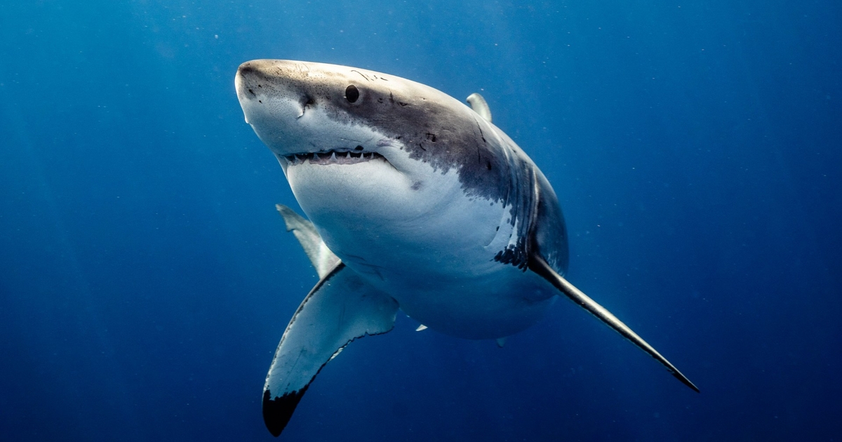 Dykker fikk hodet slukt av hvithai: Beskriver det grusomme øyeblikket ...