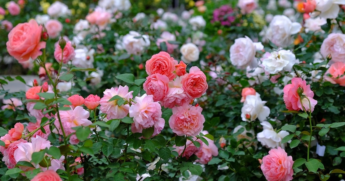 Mange gjør denne feilen ved gjødsling av roser: Vent til jorda ser slik ut