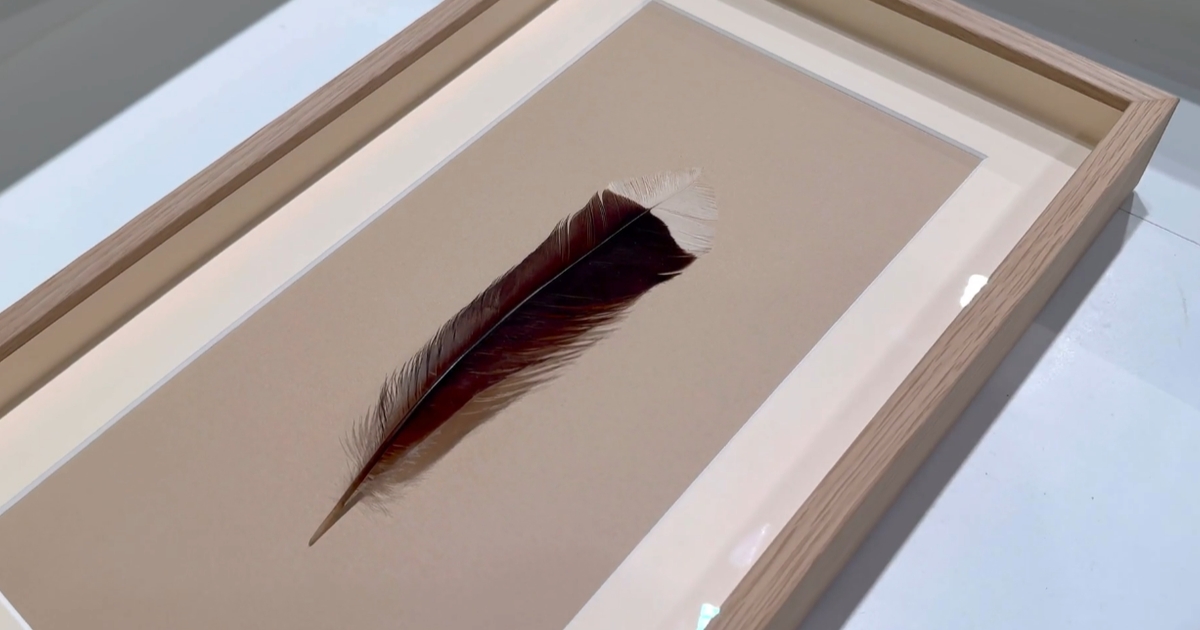 Derfor er verdens dyreste fjer så speciel