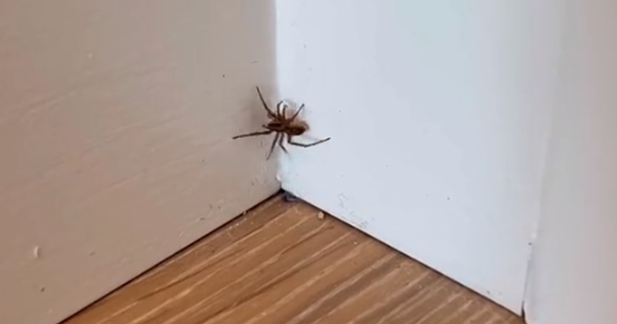 Edderkopper invaderer de danske hjem: Kvindens magiske blanding holder ...