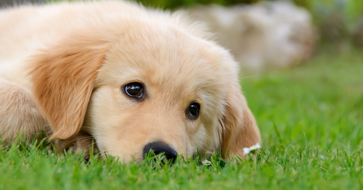 Har du hund? Her er de 12 hunderacer, der elsker sine ejere mere end ...