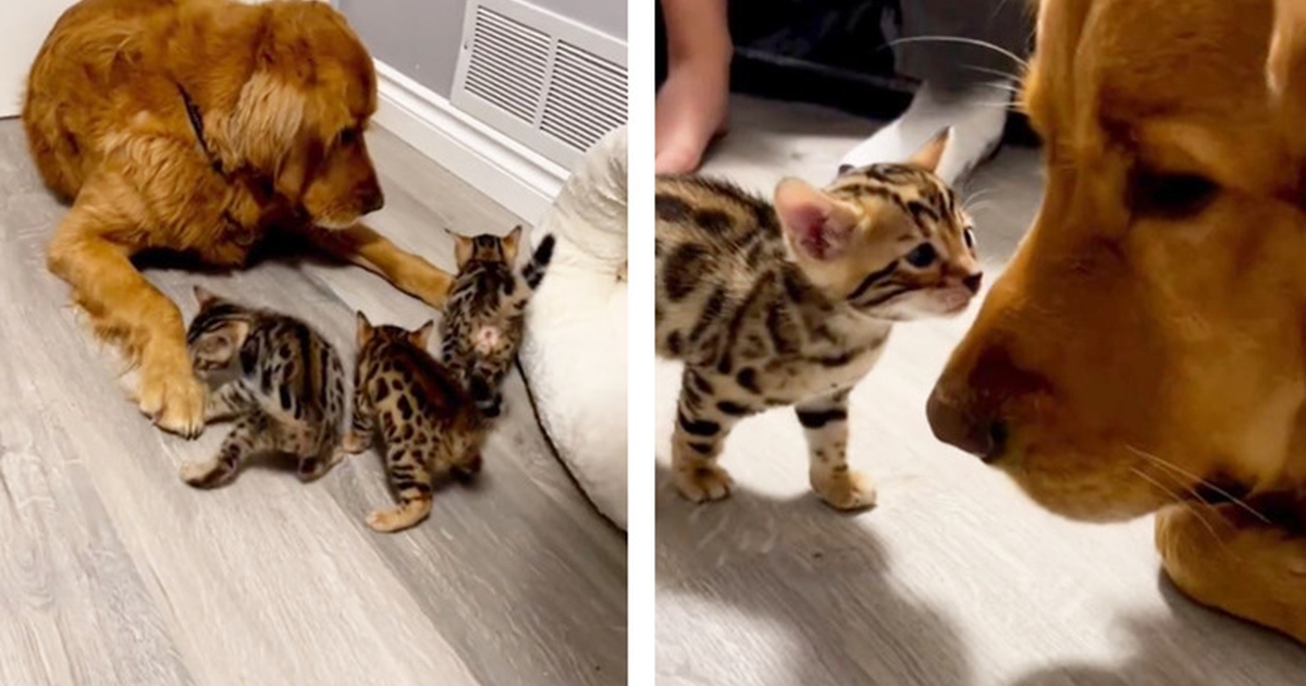 Da hunden Charlie blev konfronteret med kattekillinger, måtte deres ejer træffe en lynhurtig ...