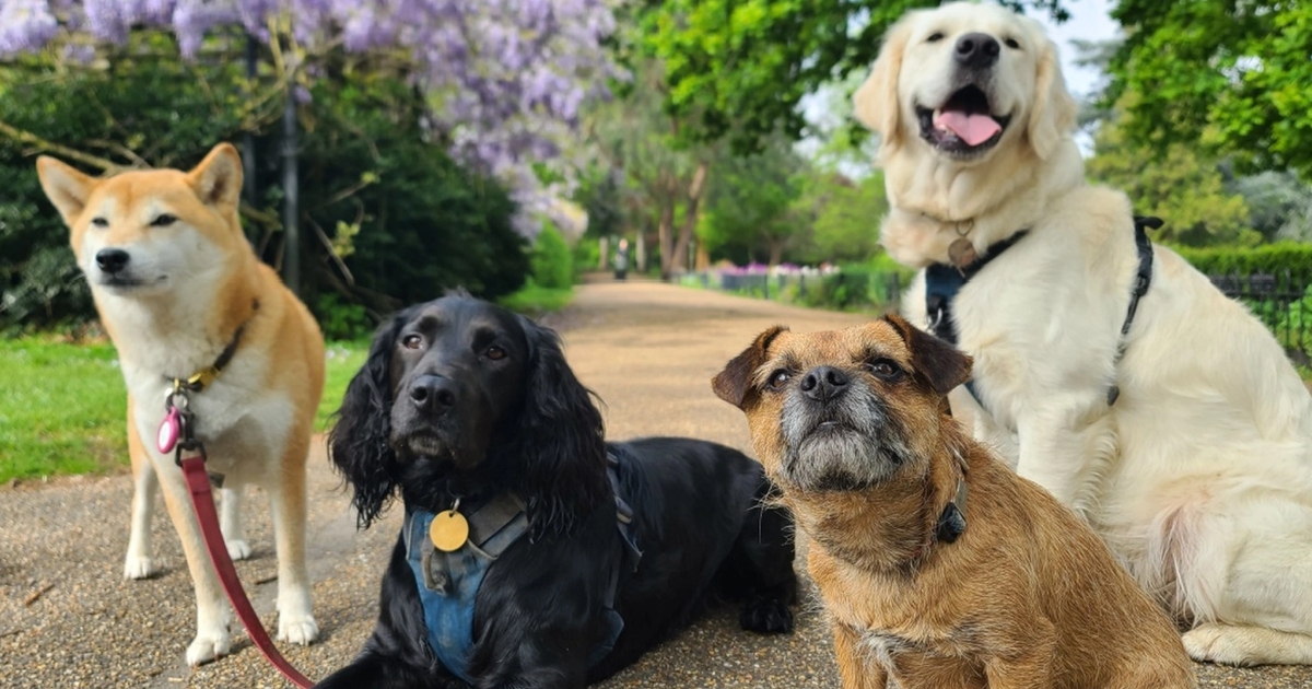 Den mest populære hunderace i Danmark er blevet kåret: Slet ikke den du ...