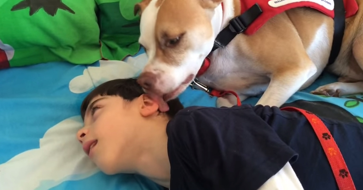 Hund og hans handicappede, bedste ven vinder juridisk kamp om at gå i ...