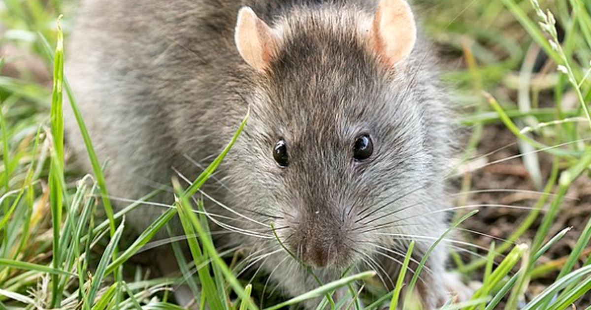Rotte-invasion kan være på vej: Med denne grøntsag holder du dem væk