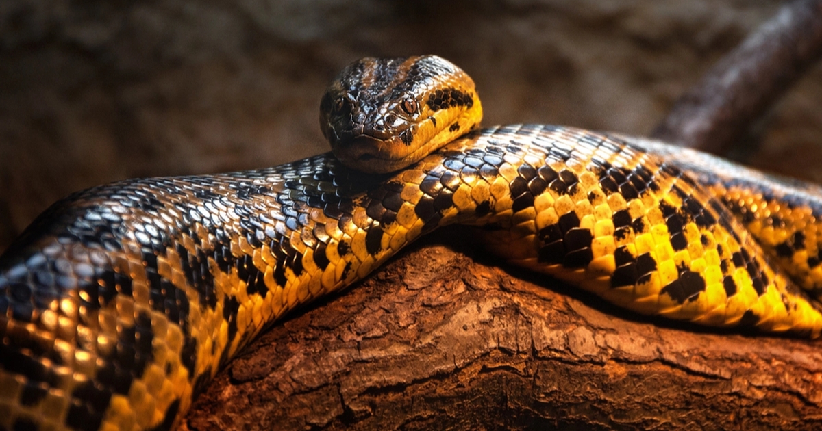 Far tog slange med hjem til sine børn, uden at vide at den var giftig ...