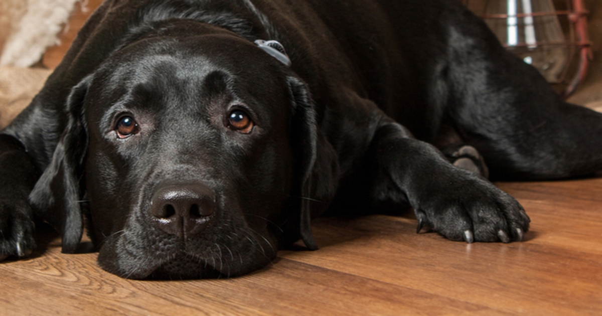 Sort labrador strejfer alene rundt sent om aftenen: Hvem savner mig?