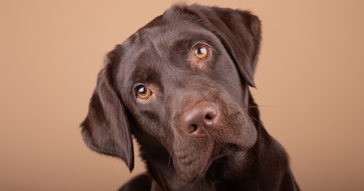 Ny undersøgelse: Det sker der, når vi kigger vores hund i øjnene