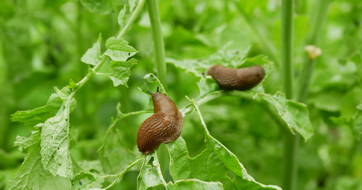 Kog denne lækkerbisken i 10 minutter: Vandet virker som magi mod snegle