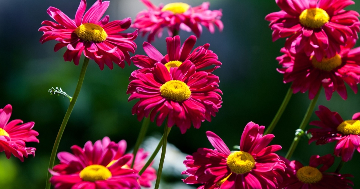 The Deadliest Flower in the Insect World Is an Ally to Gardeners