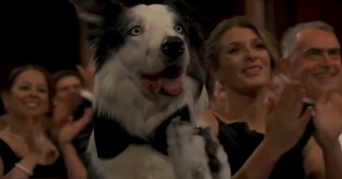 The Truth Behind the Oscars' Clapping Dog Revealed