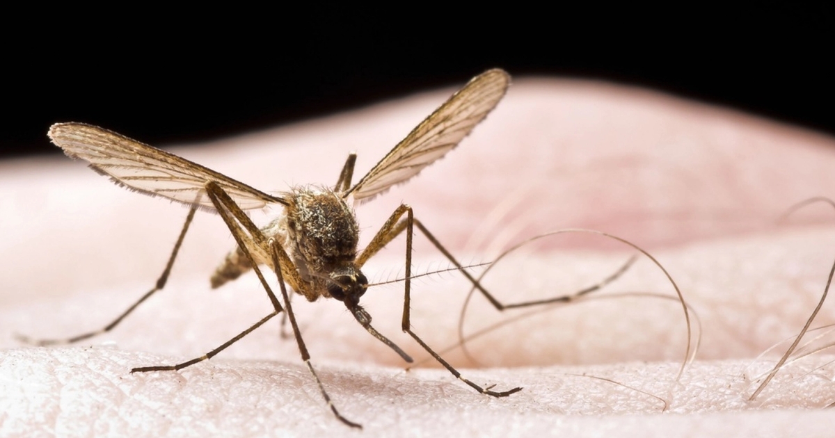 Hvordan finne og bli kvitt mygg på rommet ditt