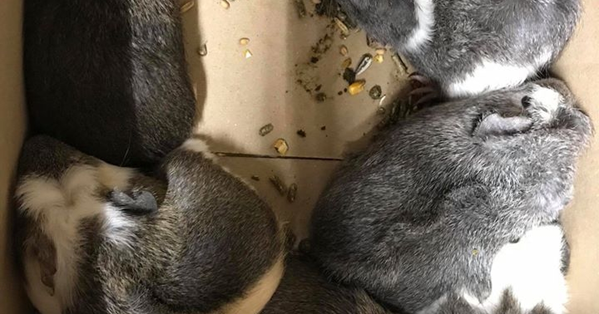 Seks marsvineunger efterladt på rasteplads: Havde kun en håndfuld fodder til deling