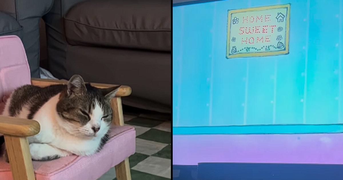 Cat's human-like reaction to TV being turned off captivates the internet
