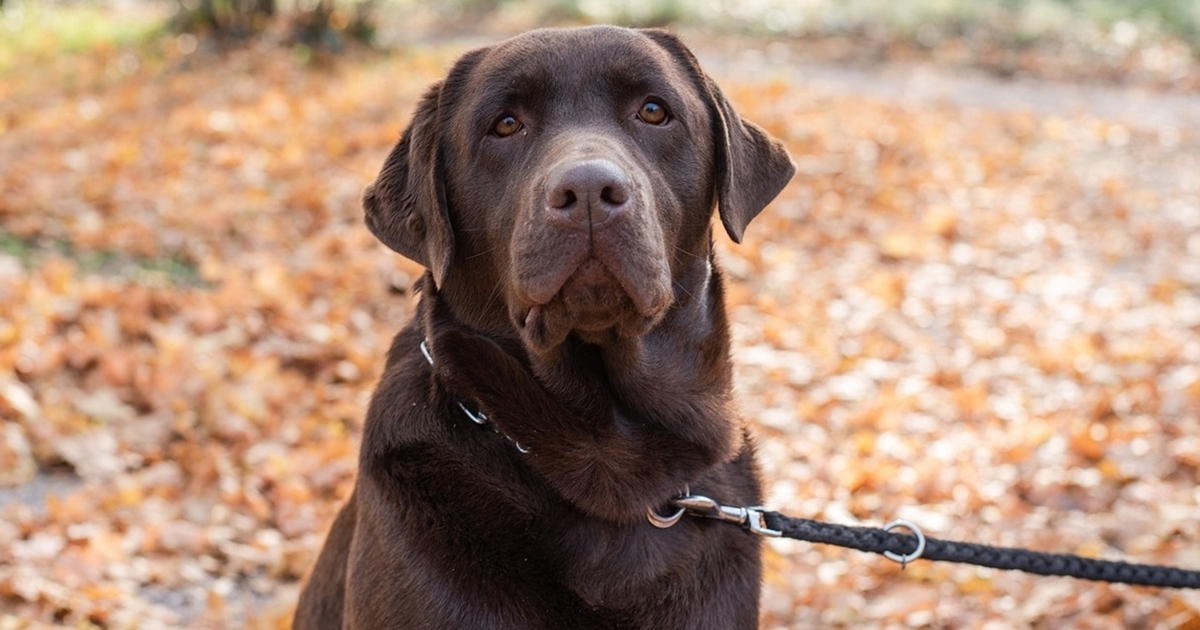 Dyrlæge melder ud: Disse 5 hunderacer ville jeg aldrig selv have som ...