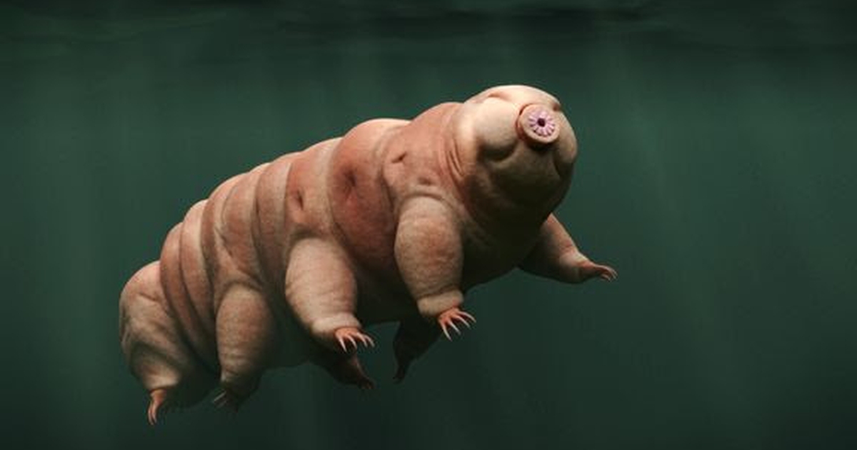 Det vrimler med verdens mest sejlivede dyr i Danmark