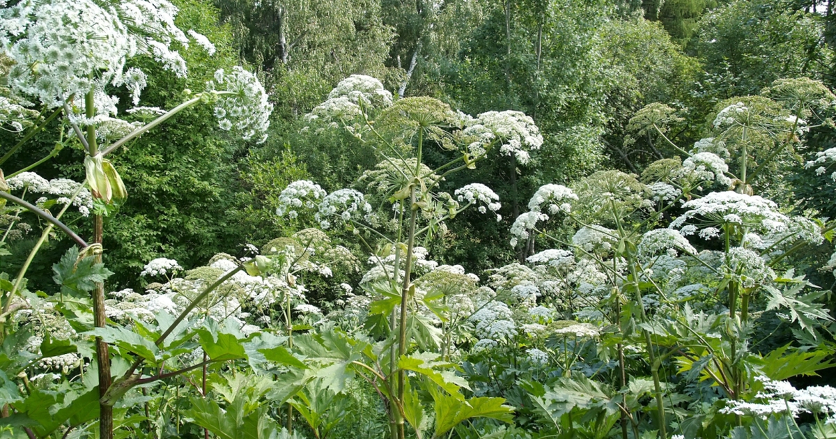 "Den giftige skønhed" breder sig - kan ødelægge din hud i flere år