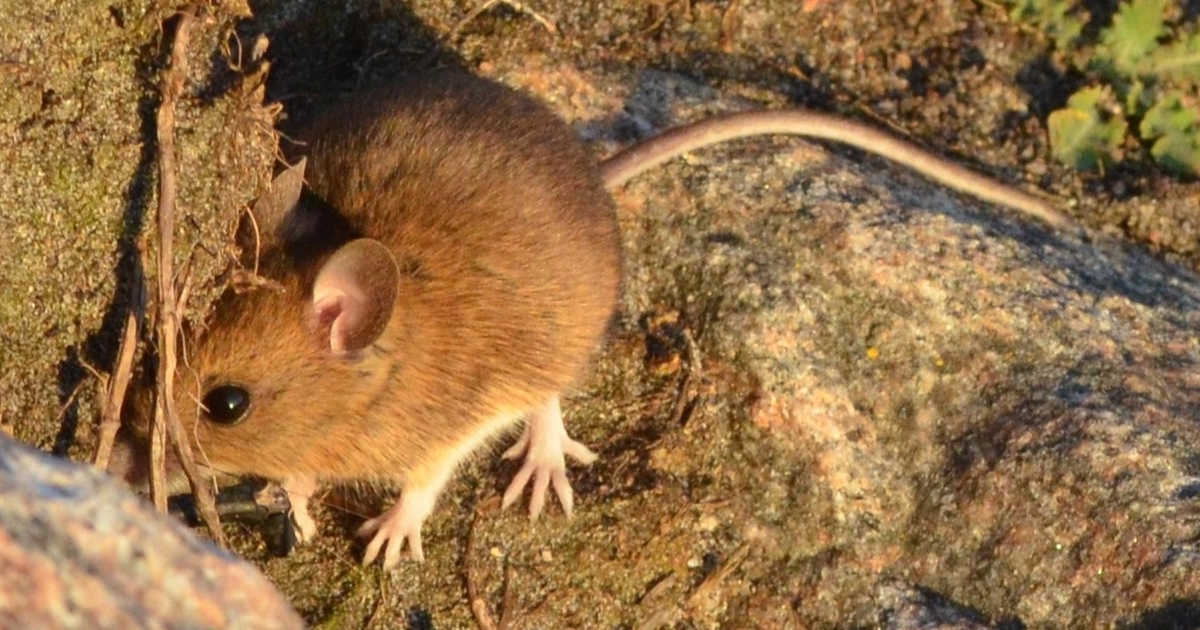 I år er der ekstra mange mus: Sådan slipper du af med dem på dyrevenlig vis