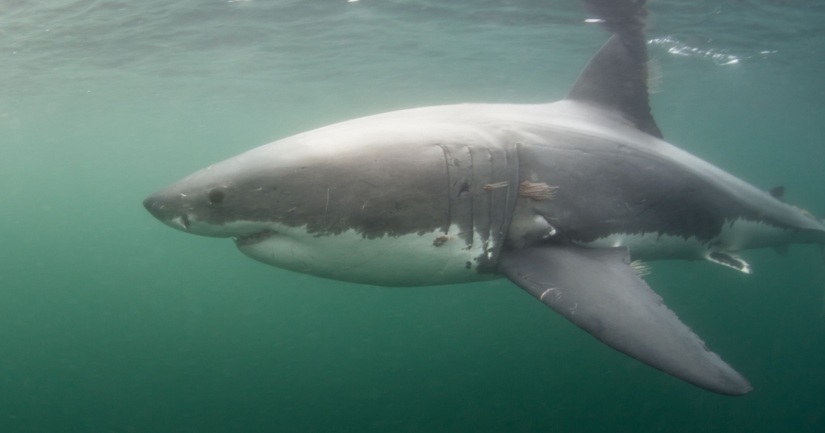 Forsøg afslører: Kan hajer virkelig lugte blod?