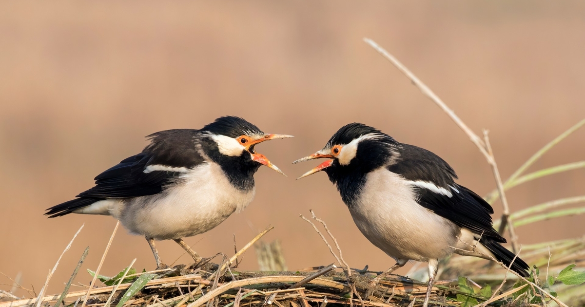 Do Birds Have a Sense of Smell?