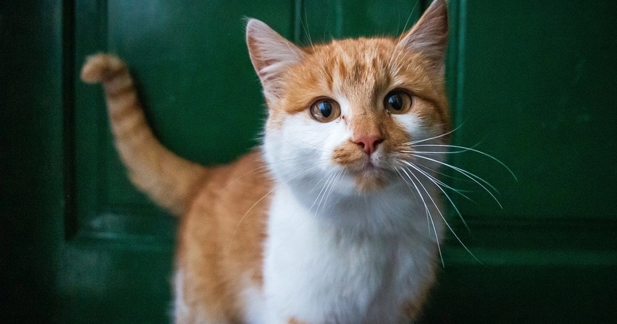 Scientists Discover How to ‘Speak Cat’—and It’s Easier Than You Think