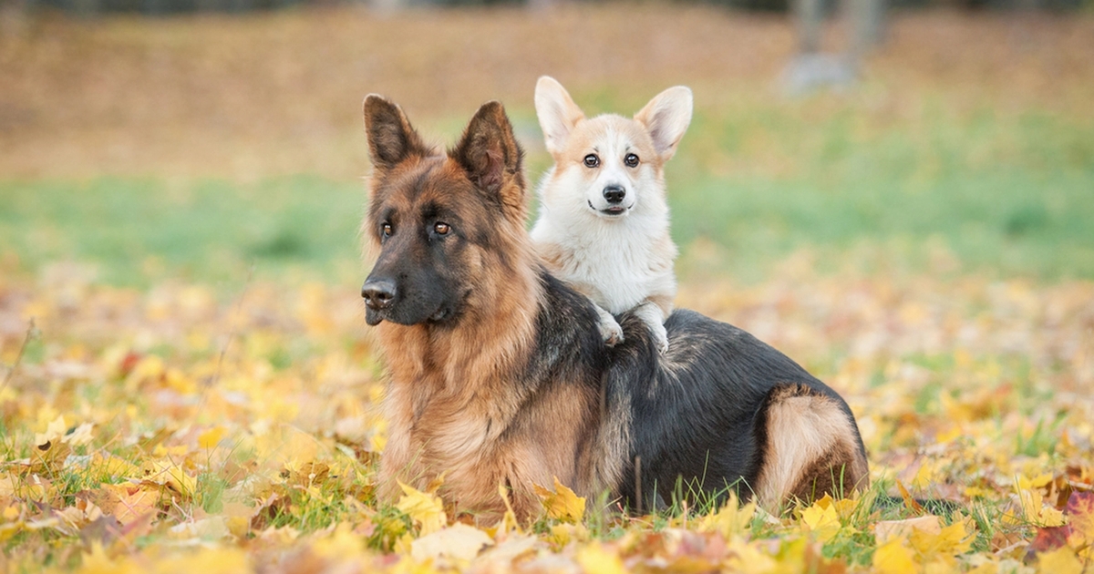 Hvilken hunderace passer til dit stjernetegn?