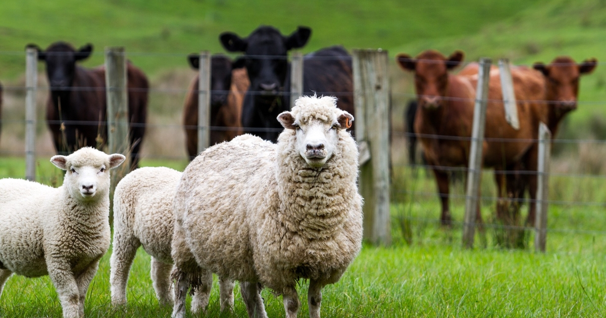 Slik håndterer du hunden din rundt ville dyr