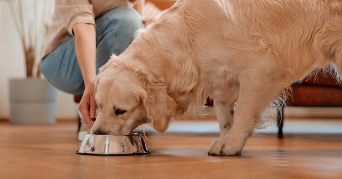 Undrer du dig også? Derfor drejer din hund eller kat rundt, før den ...