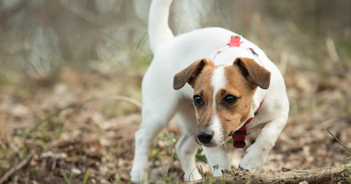 Study Shows Dogs Can Smell Cancer in Other Dogs