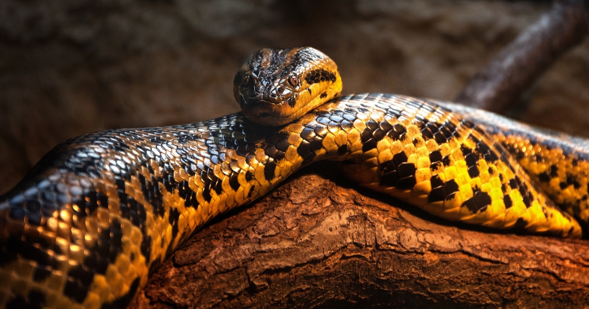 Endnu en slange sluppet fri: 2 meter lang anaconda stukket af fra sin ejer