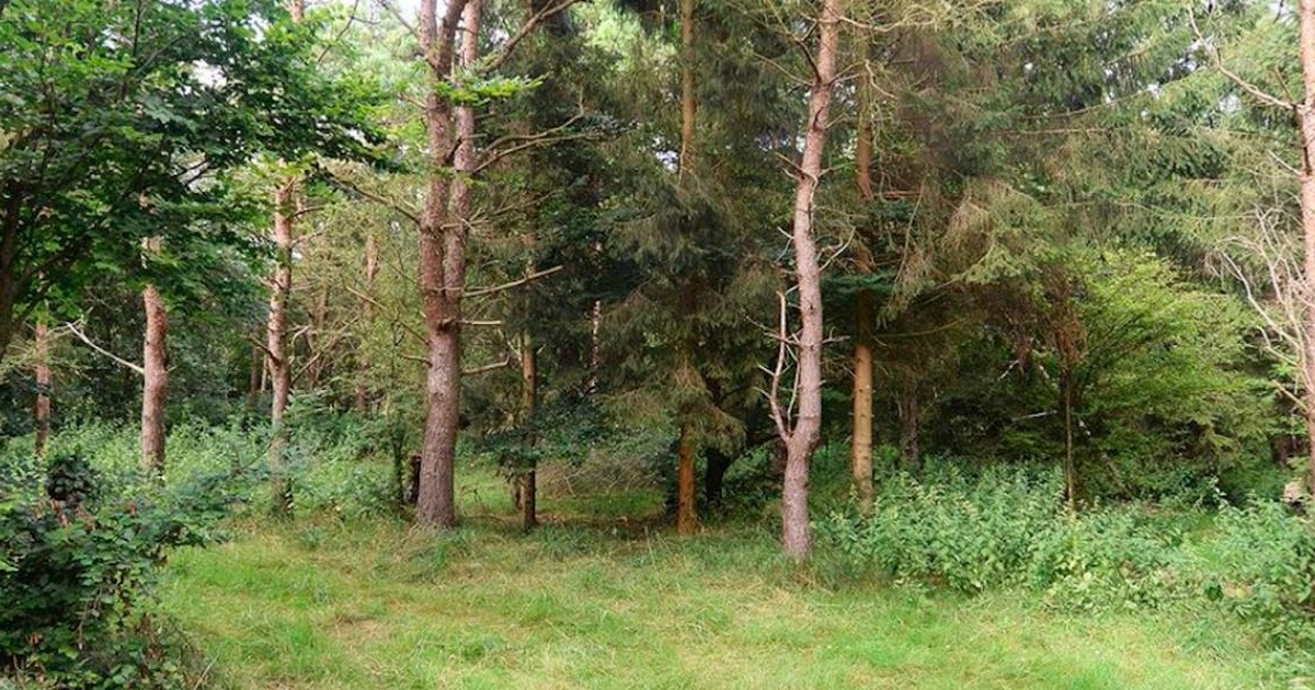 Der gemmer sig 6 soldater på dette billede – hvor mange kan du få øje på?