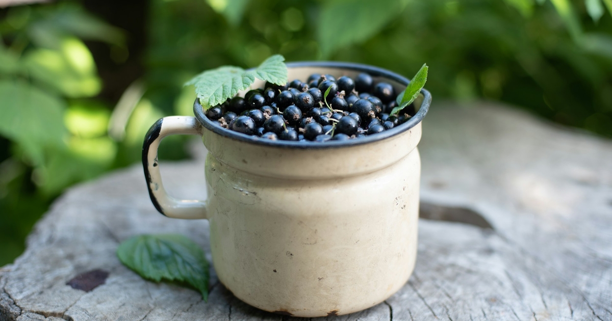 De forbrænder fedt på maven uden motion: Spis dem i store mængder og ...