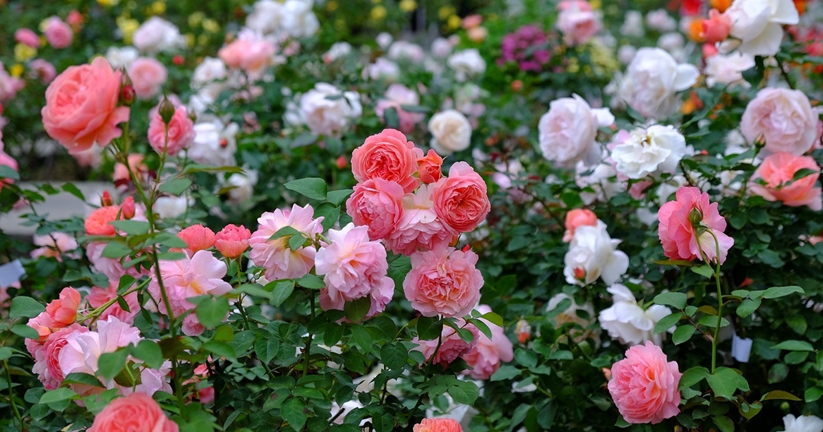Få din rose til at eksplodere i blomster: Ét minut med et genialt trick ...