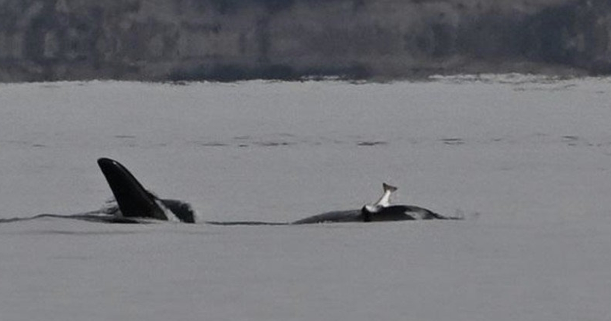 Strange Trend Returns After 40 Years: Orcas Are Wearing Salmon “Hats”
