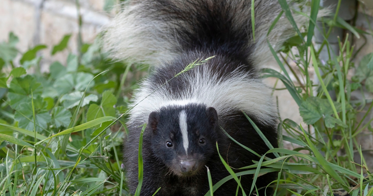 Stinkdyr finder sig ikke i noget: Hjælper politiet med anholdelse af ...